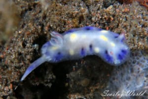 オダカホシゾラウミウシ Hypselodoris roo | 世界のウミウシ