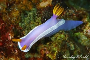 カグヤヒメウミウシ Hypselodoris variobranchia | 世界のウミウシ
