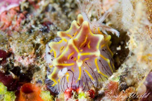 パイナップルウミウシ Halgerda willeyi | 世界のウミウシ