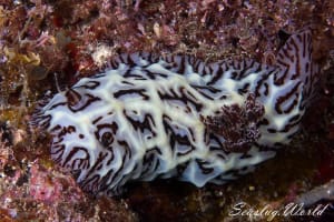 パイナップルウミウシ Halgerda willeyi | 世界のウミウシ
