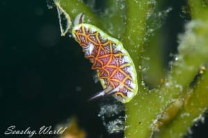 モザイクウミウシ Halgerda tessellata | 世界のウミウシ