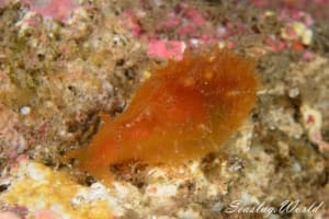 フウセンウミウシ Notarchus indicus | 世界のウミウシ