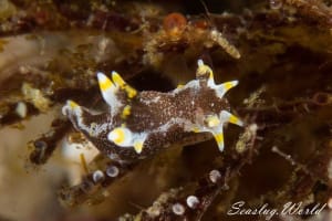 クロコソデウミウシ Polycera hedgpethi | 世界のウミウシ