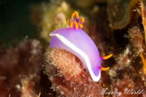 カグヤヒメウミウシ Hypselodoris variobranchia | 世界のウミウシ