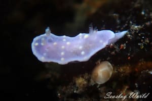 ヨセナミウミウシ Miamira sinuata | 世界のウミウシ