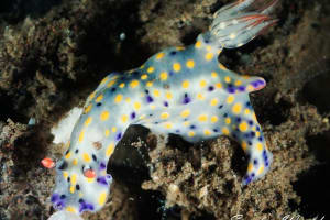 オダカホシゾラウミウシ Hypselodoris roo | 世界のウミウシ