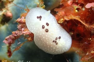 ツヅレウミウシ科 Family Discodorididae | 世界のウミウシ