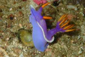 カグヤヒメウミウシ Hypselodoris variobranchia | 世界のウミウシ