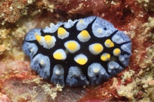 フリエリイボウミウシ Phyllidia picta | 世界のウミウシ