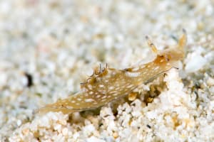 アメフラシ目 Order Aplysiida | 世界のウミウシ