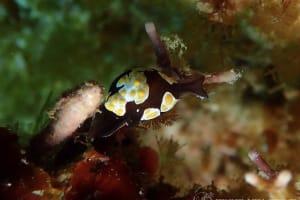 トンプソンアワツブガイ Colpodaspis thompsoni | 世界のウミウシ