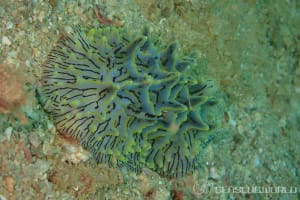 パイナップルウミウシ Halgerda willeyi | 世界のウミウシ