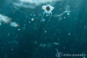 クリイロカメガイ Cavolinia uncinata | 世界のウミウシ