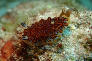 モザイクウミウシ Halgerda tessellata | 世界のウミウシ