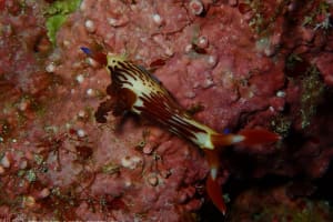 セグロリュウグウウミウシ Nembrotha chamberlaini | 世界のウミウシ セグロリュウグウウミウシ Nembrotha chamberlaini | 世界のウミウシ