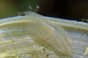 スカシウミナメクジ Phyllaplysia lafonti | 世界のウミウシ