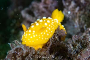 [白]を含むウミウシ | 世界のウミウシ - Part 2