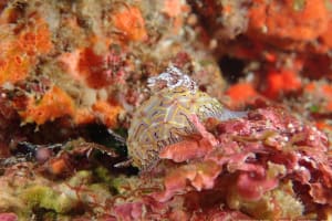 パイナップルウミウシ Halgerda willeyi | 世界のウミウシ