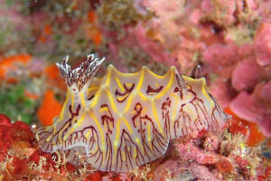 パイナップルウミウシ Halgerda willeyi | 世界のウミウシ