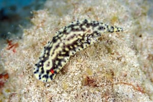 ホシゾラウミウシ Hypselodoris infucata | 世界のウミウシ