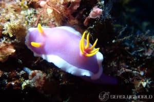 カグヤヒメウミウシ Hypselodoris variobranchia | 世界のウミウシ
