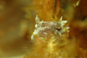 クロコソデウミウシ Polycera hedgpethi | 世界のウミウシ