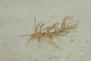 ムロトミノウミウシ Phyllodesmium macphersonae | 世界のウミウシ