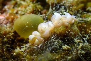 ムロトミノウミウシ Phyllodesmium macphersonae | 世界のウミウシ