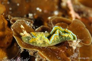 ゴクラクミドリガイ属 Genus Elysia | 世界のウミウシ