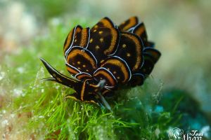 キマダラウロコウミウシ Cyerce nigricans | 世界のウミウシ