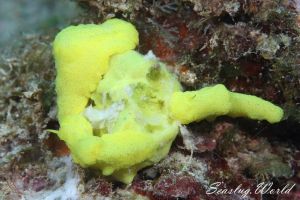 レモンウミウシ Notodoris citrina | 世界のウミウシ