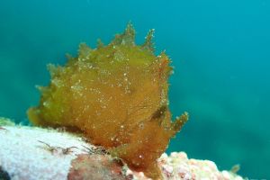 フウセンウミウシ Notarchus indicus | 世界のウミウシ