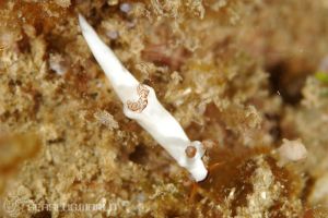 クチヒゲツガルウミウシ Trapania gibbera | 世界のウミウシ