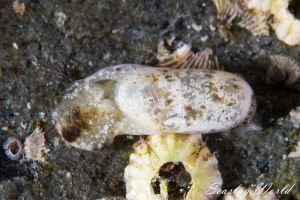 Liloa porcellana (Gould, 1859) | SEASLUG.WORLD
