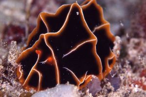 クロカブトウミウシ Reticulidia halgerda | 世界のウミウシ