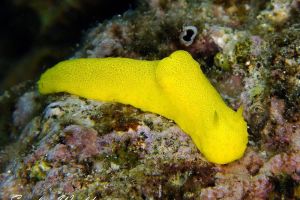 レモンウミウシ Notodoris citrina | 世界のウミウシ