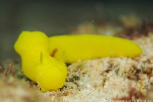 レモンウミウシ Notodoris citrina | 世界のウミウシ