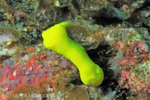 レモンウミウシ Notodoris citrina | 世界のウミウシ