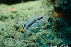 フィリディア・アリタ Phyllidia alyta | 世界のウミウシ