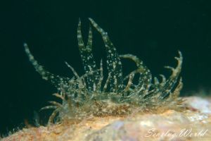 オオウラメリベ Melibe megaceras | 世界のウミウシ