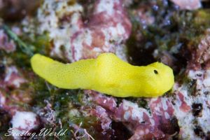 レモンウミウシ Notodoris citrina | 世界のウミウシ