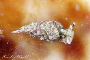 ゴクラクミドリガイ属 Genus Elysia | 世界のウミウシ