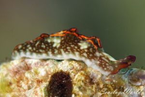 ゴクラクミドリガイ属 Genus Elysia | 世界のウミウシ