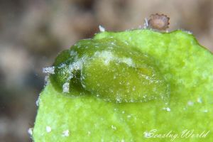 ゴクラクミドリガイ属 Genus Elysia | 世界のウミウシ