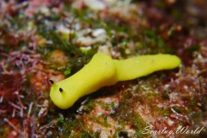 レモンウミウシ Notodoris citrina | 世界のウミウシ