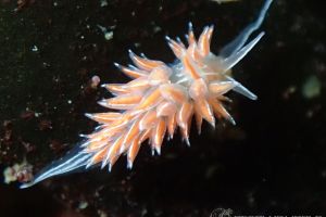 オオミノウミウシ小目 Parvorder Aeolidida | 世界のウミウシ