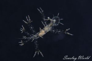 オオウラメリベ Melibe megaceras | 世界のウミウシ