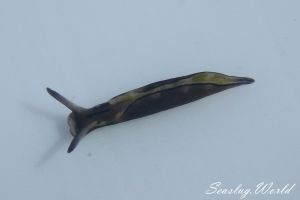 ゴクラクミドリガイ属 Genus Elysia | 世界のウミウシ