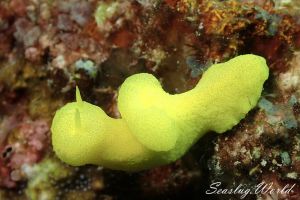 レモンウミウシ Notodoris citrina | 世界のウミウシ