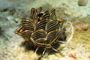 クロスジウロコウミウシ Cyerce nigra | 世界のウミウシ